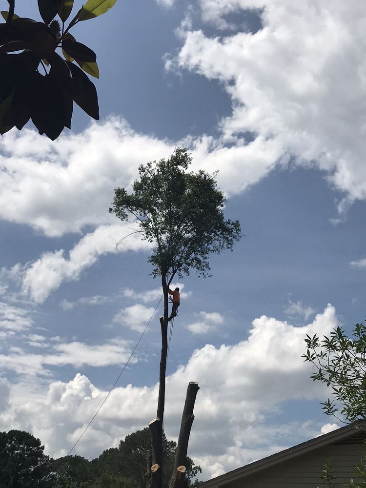 OAK TREE SERVICE - Updated June 2024 - 21 Photos - Acworth, Georgia ...