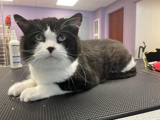 BOUJEE FELINE SPA - Updated December 2025 - Request an Appointment - 31 ...