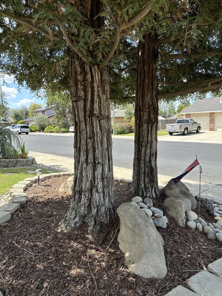 CUT RITE TREE SERVICE - Updated November 2024 - 279 Photos & 48 Reviews ...