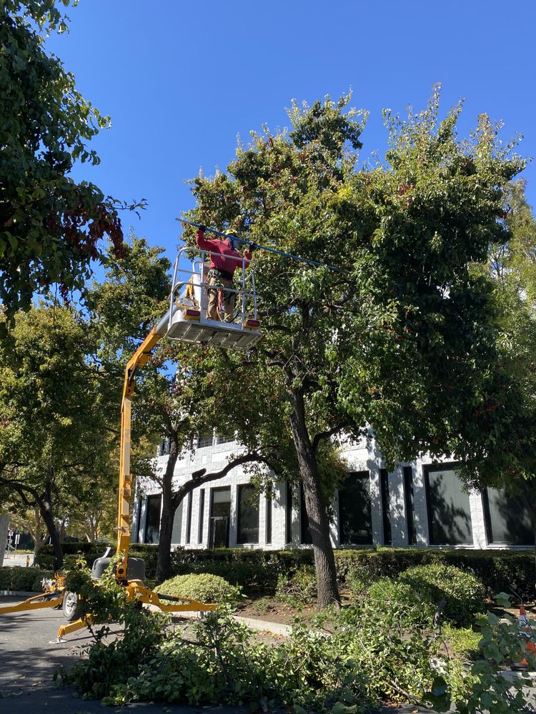 MOUNTAIN VIEW TREE SERVICE - Updated May 2025 - 14 Photos & 34 Reviews ...