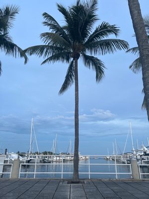 DINNER KEY MARINA - Updated October 2025 - 95 Photos & 22 Reviews ...