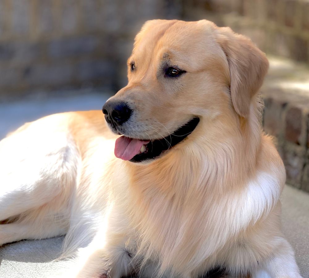 PRECIOUS PETS - Updated October 2025 - 11 Photos - Hoschton, Georgia ...