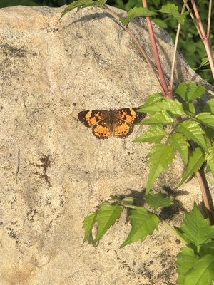 FRONTIER FALLS - 545 Delaware Ave, Rochester, PA - Yelp