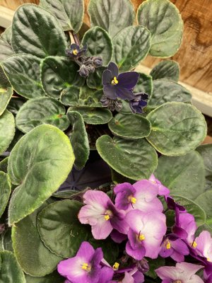 INCAHOOTS - Updated October 2025 - 65 Photos & 26 Reviews - 905 NE ...