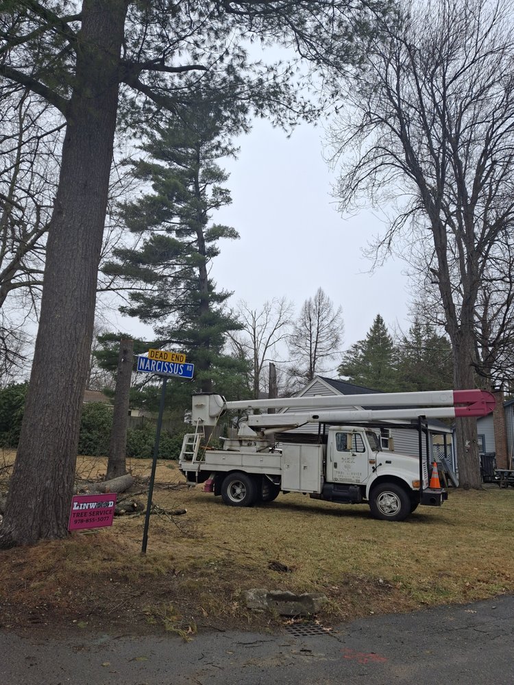 LINWOOD TREE - Updated July 2025 - Gardner, Massachusetts - Tree ...