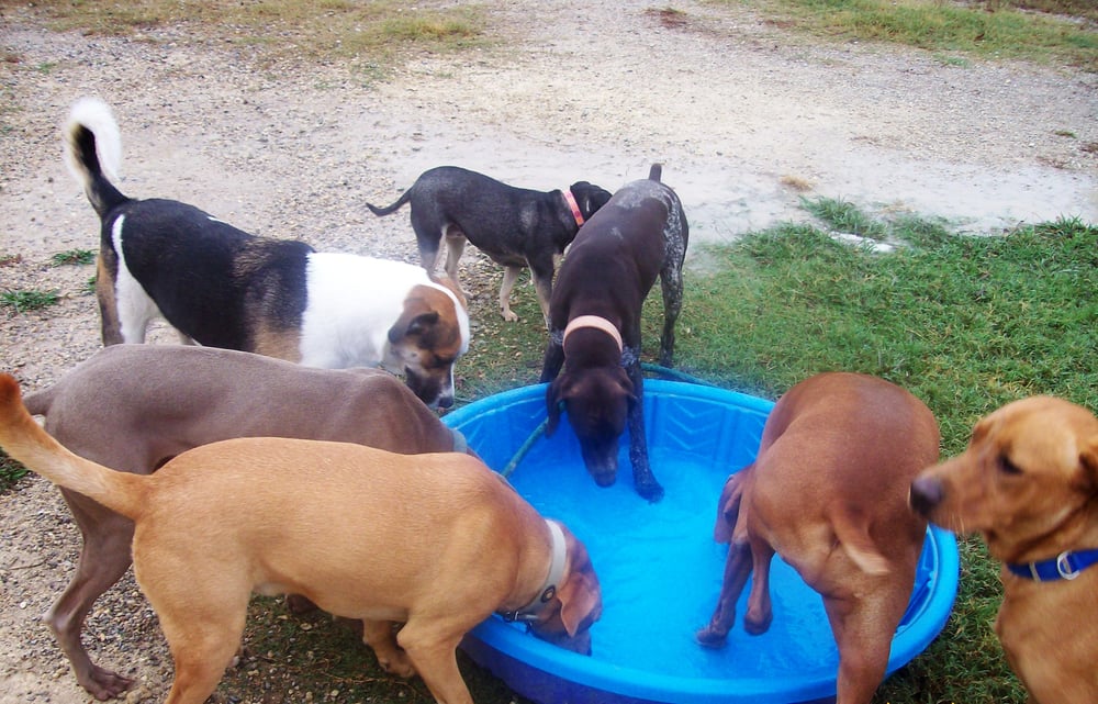 HOUND AROUND DAYCARE - Updated July 2025 - 1525 W Ripy St, Fort Worth ...