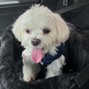 SALTY PAWS - Updated May 2025 - 59 Photos & 17 Reviews - 121 N ...