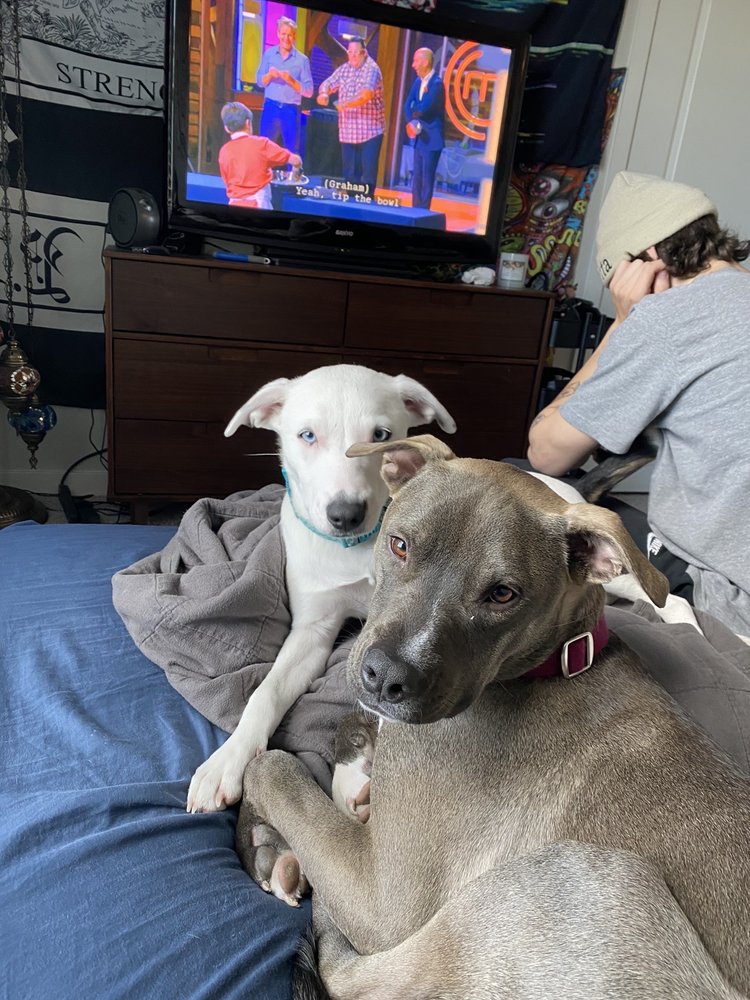SPCA OF TEXAS - Updated August 2025 - 65 Photos & 86 Reviews - 2400 ...