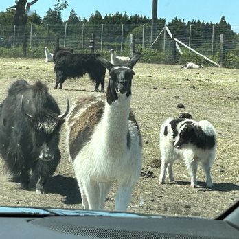 OLYMPIC GAME FARM - Updated September 2024 - 845 Photos & 363 Reviews ...