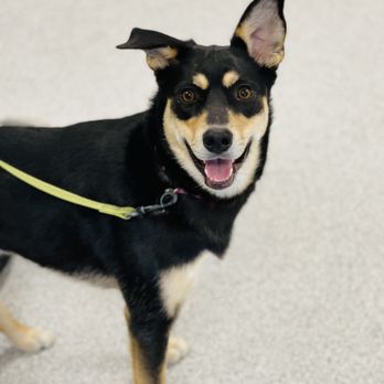 MILLARD VETERINARY CLINICS - Updated August 2025 - 13 Photos & 16 ...