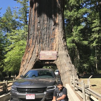 DRIVE-THRU TREE - Updated April 2025 - 567 Photos & 199 Reviews - 67402 ...