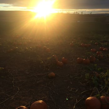 JUMBO’S PUMPKIN PATCH - Updated December 2025 - 60 Photos & 32 Reviews ...
