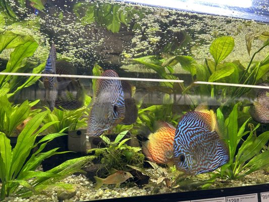 THE REEF AQUARIUM SHOP - Updated June 2024 - 122 Photos & 71 Reviews ...