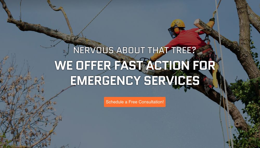 CLARK TREE SERVICE - Updated October 2025 - 56 Photos & 13 Reviews ...