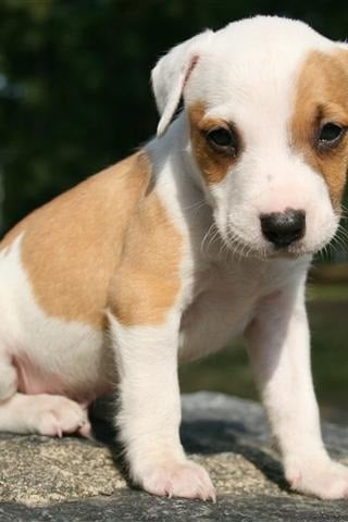 SHEBOYGAN COUNTY HUMANE SOCIETY - Updated June 2026 - 10 Reviews - 3107 ...