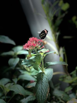 THE SMITHSONIAN BUTTERFLY HABITAT GARDEN - 53 Photos & 13 Reviews ...