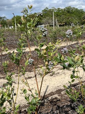 MEADOWS BLUEBERRY FARM & MARKET - Updated October 2025 - 10 Photos ...