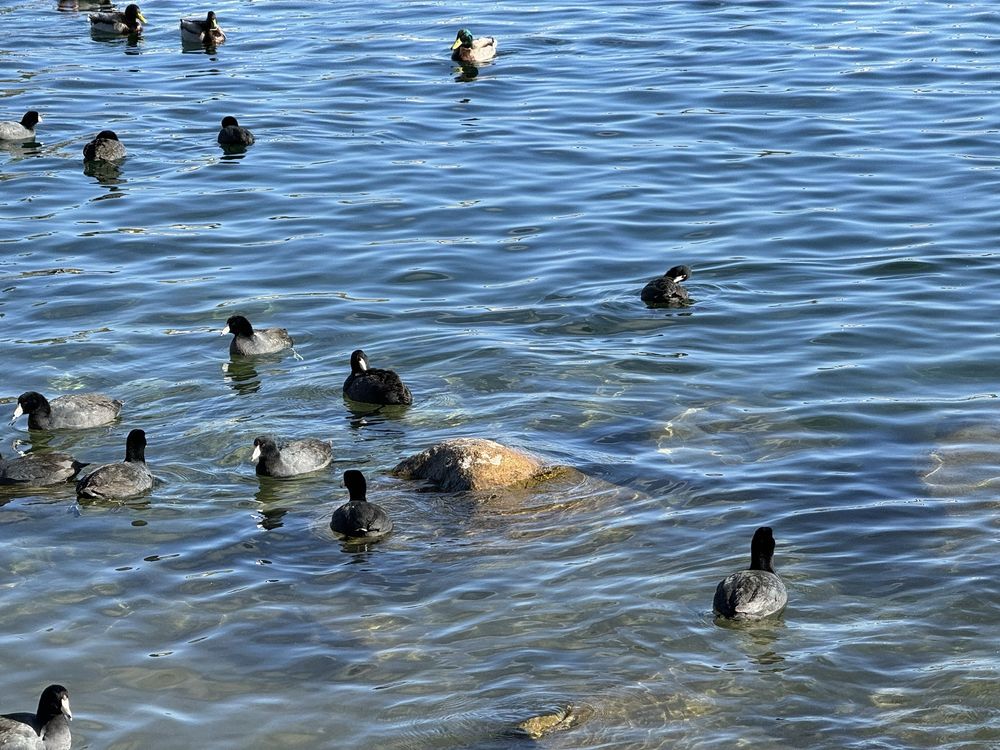 LAKE POWAY PARK - Updated June 2025 - 817 Photos & 141 Reviews - 14644 ...