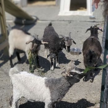 SECOR FARMS - Updated January 2026 - 265 Photos & 86 Reviews - 168 ...