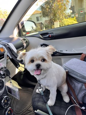 MOOCHI DOG SALON AND SUPPLY - Updated October 2025 - 253 Photos & 271 ...