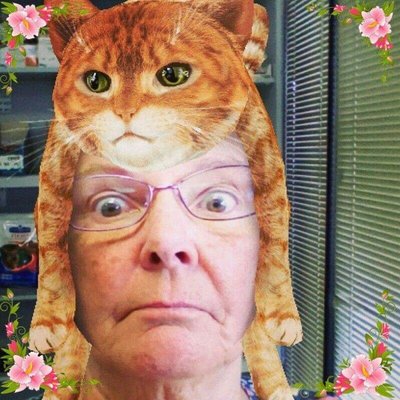 KITTY KINGDOM - Updated August 2024 - 32 Photos - 3628 Wood Bridge Dr ...