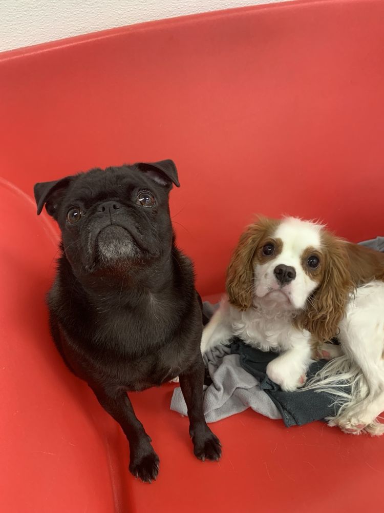 PAMPERED POOCH PLAYGROUND - Updated September 2025 - 34 Photos & 64 ...