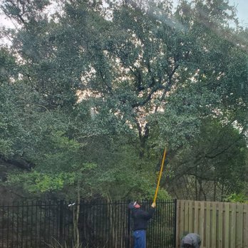 THE TREE MAN - Updated November 2025 - 30 Photos & 95 Reviews - Austin ...