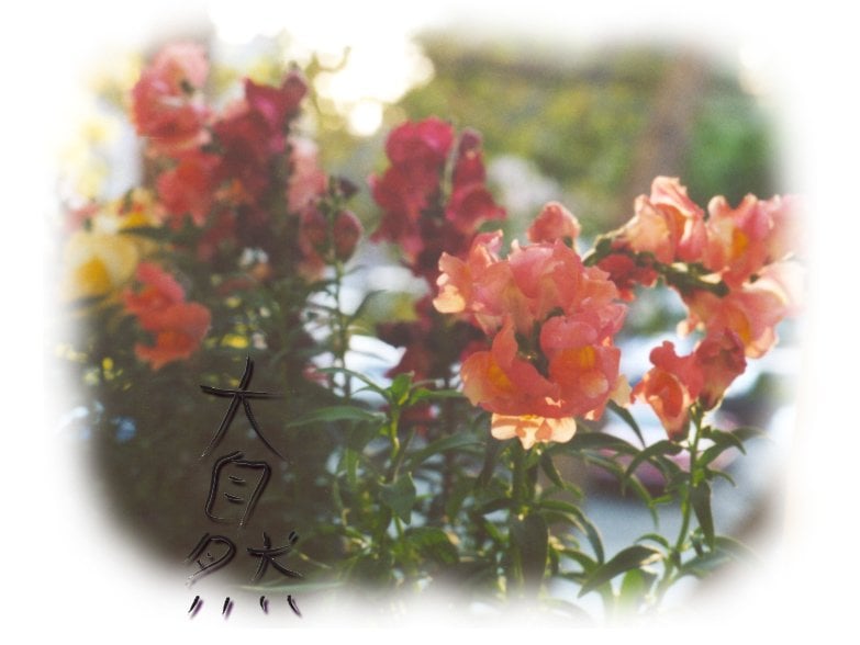 INNOCENT SPIRIT GARDENS | Sacramento, California - Feng Shui - Phone ...