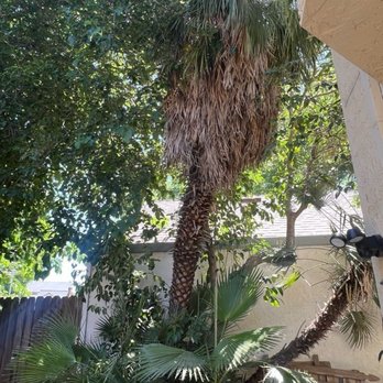 TREES R US - Updated June 2025 - 18 Photos - Sacramento, California ...