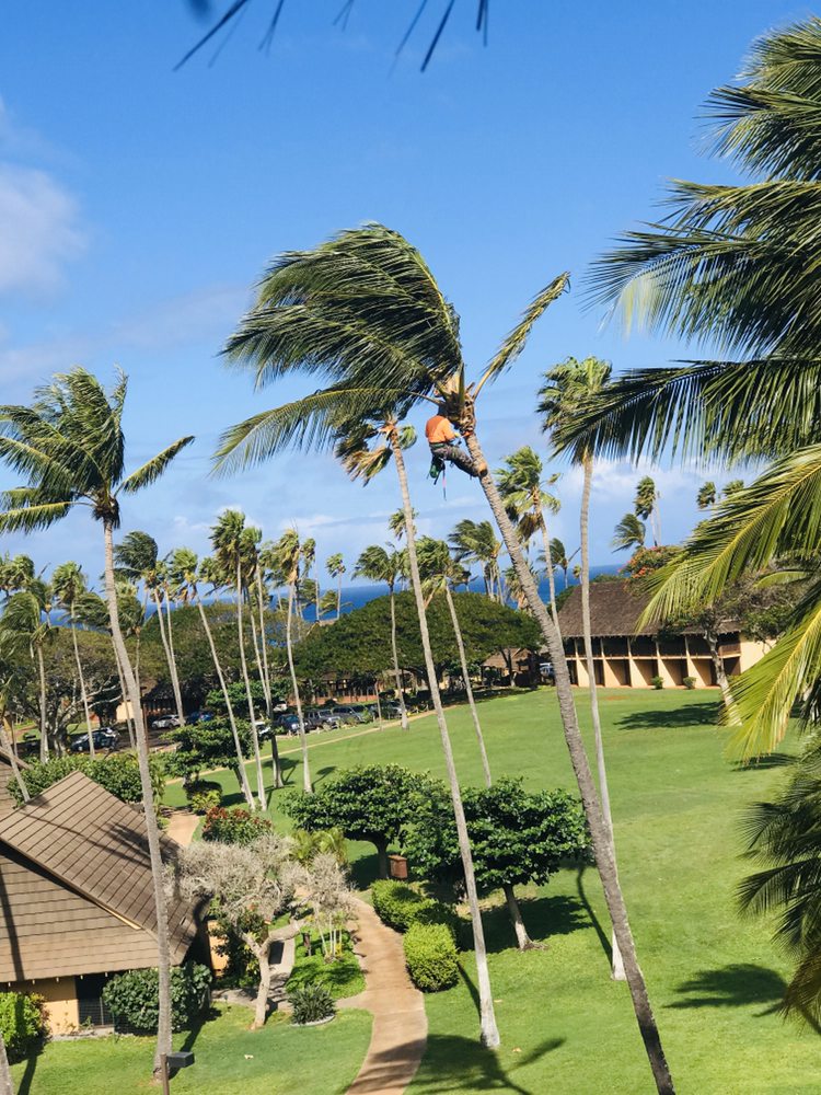 TRAVIS TREE TRIMMING - Updated July 2025 - 14 Photos - Ho'olehua ...