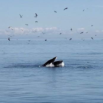 PUGET SOUND EXPRESS - Updated March 2025 - 166 Photos & 76 Reviews ...