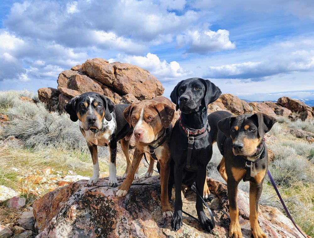 DERBY DOGS - 34 Photos & 48 Reviews - San Pablo, California - Dog ...