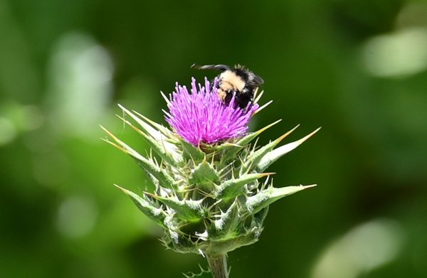 TULE PONDS AT TYSON LAGOON WETLAND CENTER - Updated October 2025 - 29 ...