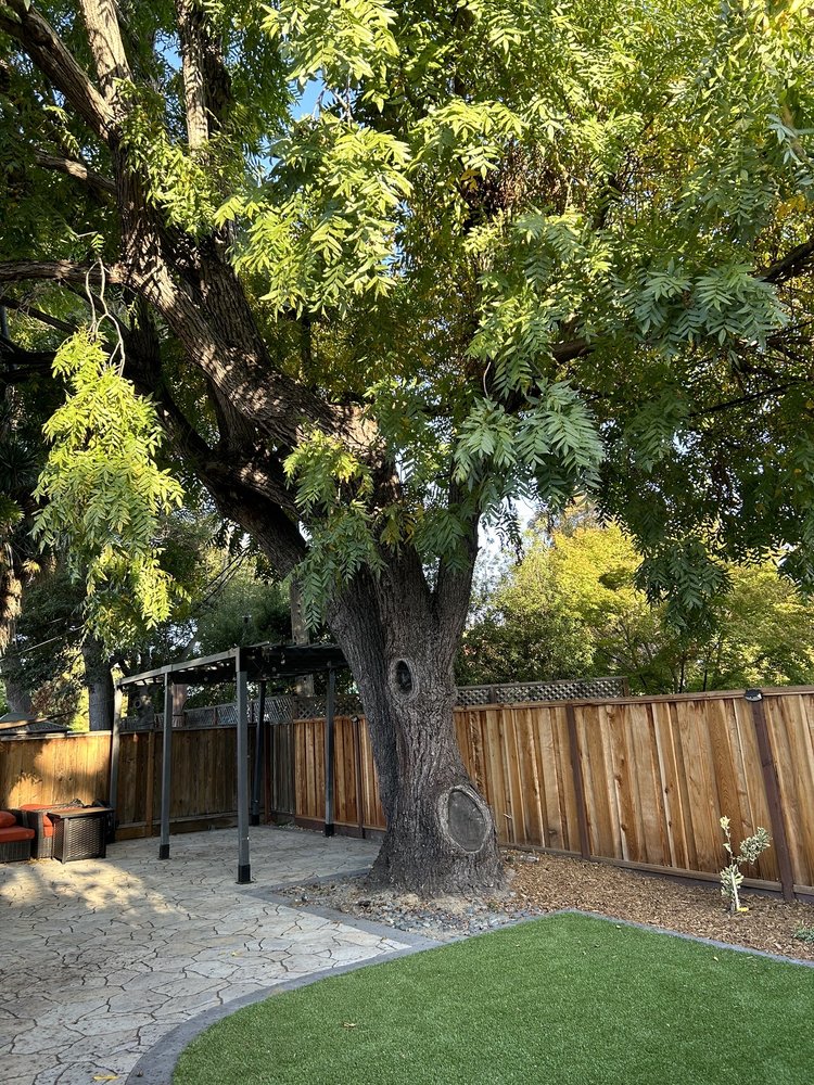 PV TREE SERVICE - Updated October 2025 - 139 Photos & 337 Reviews ...