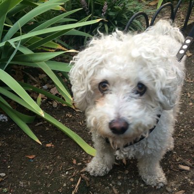 SIRIUS DOG RUN - Updated January 2026 - 385 S End Ave, New York, New ...