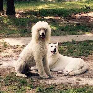 SIMPLY SOUTHERN PUPS - Updated April 2025 - 1557 Halfacre Rd, Newberry ...