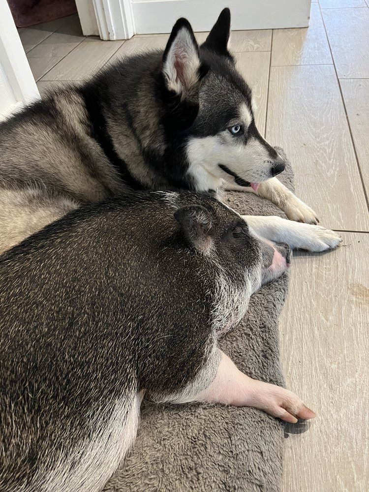 PIXIE PIGS - Updated December 2025 - 42 Photos & 26 Reviews - Hemet ...