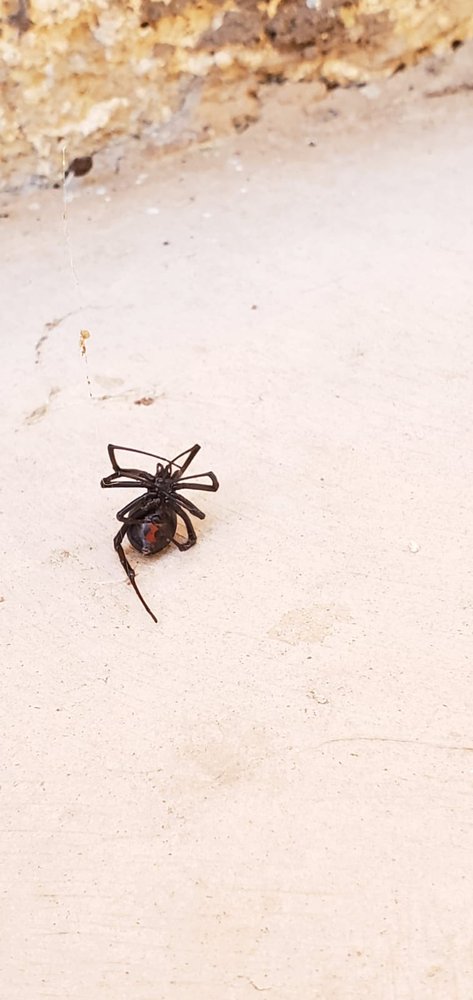 GOLD COAST PEST CONTROL - Updated October 2025 - 31 Reviews - 1720 ...