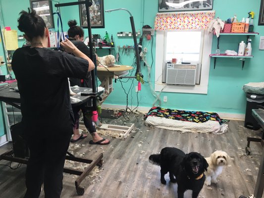 FURRY FRIENDS GENTLE PET GROOMING - 28 Photos & 24 Reviews - 8969 ...