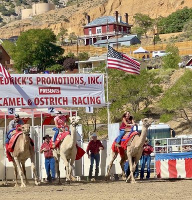 INTERNATIONAL CAMEL & OSTRICH RACES - Updated January 2026 - 31 Photos ...