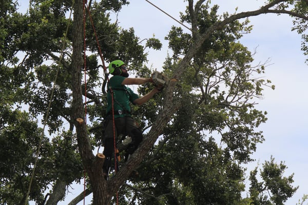 B&T’S TREE SERVICE - Updated October 2025 - 1860 Springwood Cir N ...