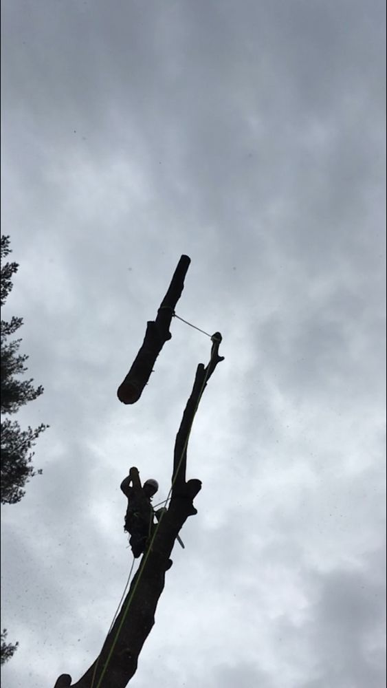 FAMILY TREE ARBORIST - Updated July 2025 - 11 Photos - Fishkill, New ...