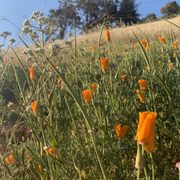 BERKELEY FIRE TRAILS - 382 Photos & 105 Reviews - Centennial Dr ...