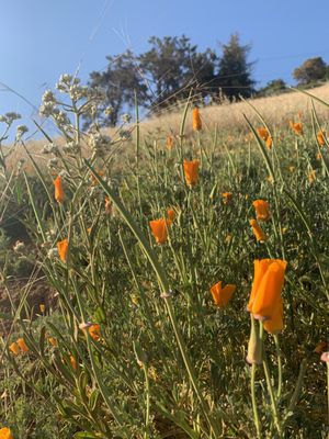 BERKELEY FIRE TRAILS - 409 Photos & 106 Reviews - Centennial Dr ...