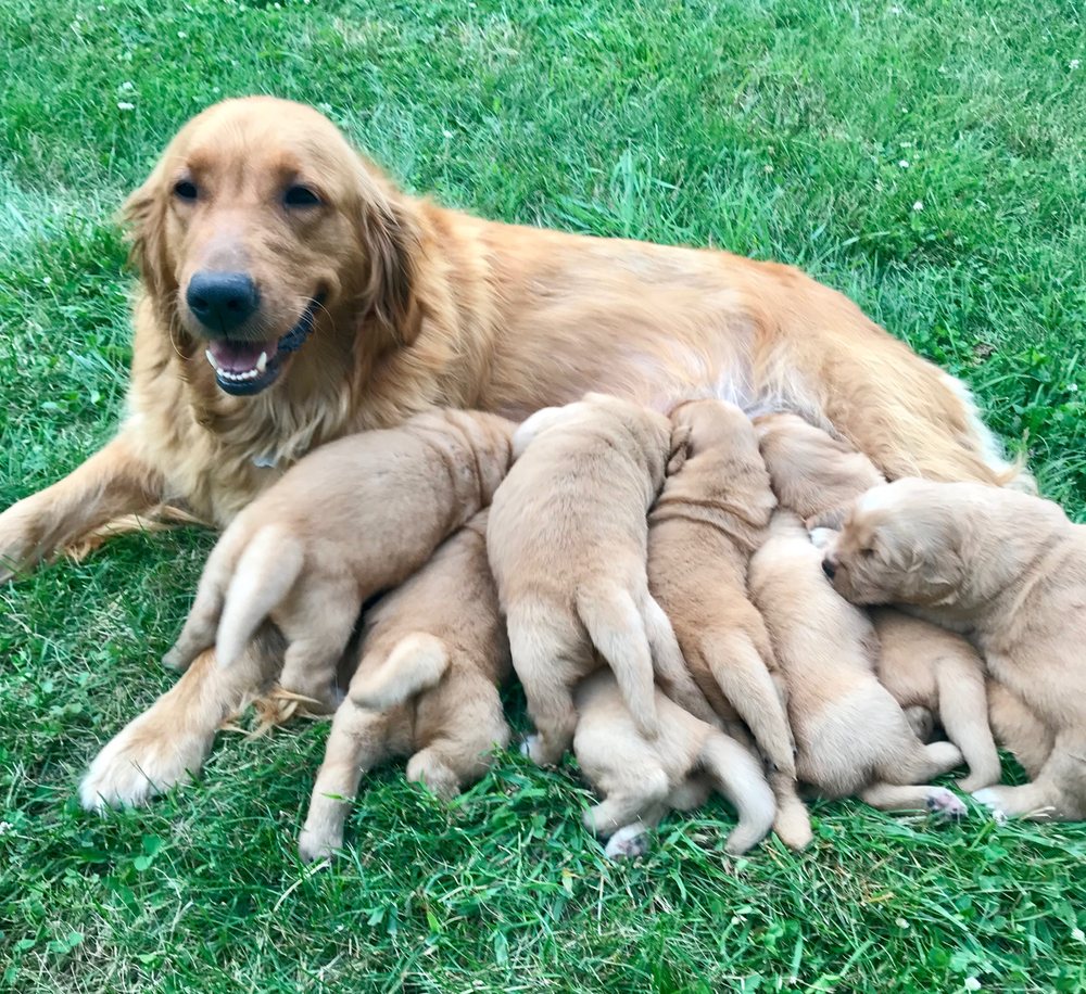 RIVERSBEND KENNEL - Updated December 2025 - 1102 N 500th W, Winchester ...