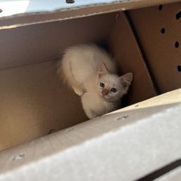 SPCALA SOUTH BAY PET ADOPTION CENTER - Updated May 2026 - 192 Photos ...