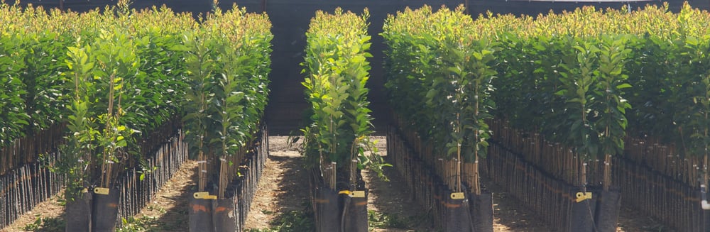 BROKAW NURSERY - Updated December 2025 - 5501 Elizabeth Rd, Ventura ...