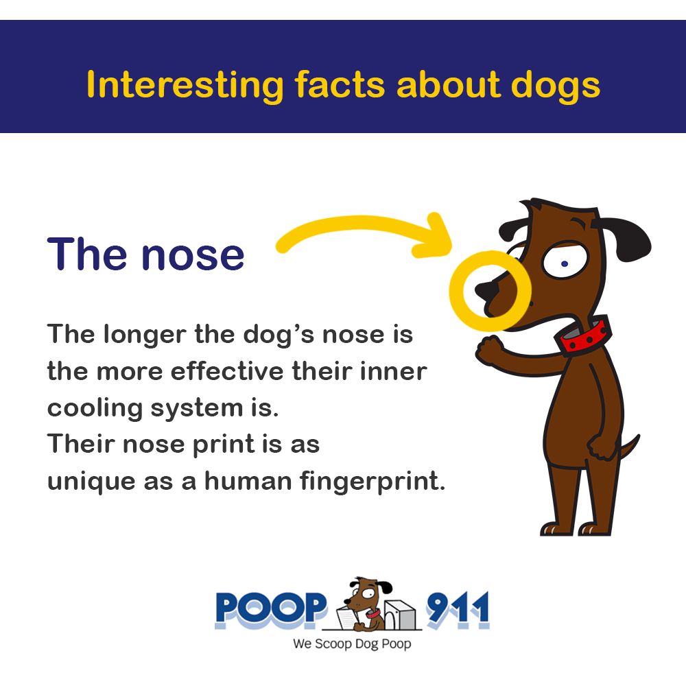 POOP 911 - Updated December 2024 - Request a Quote - 26 Photos ...