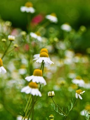 CRYSTAL BAY FARM - 135 Photos & 62 Reviews - 40 Zils Rd, Watsonville ...