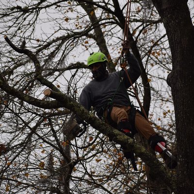 GRAND OAKS TREE SERVICE - Updated May 2026 - 91 Photos - Charleston ...